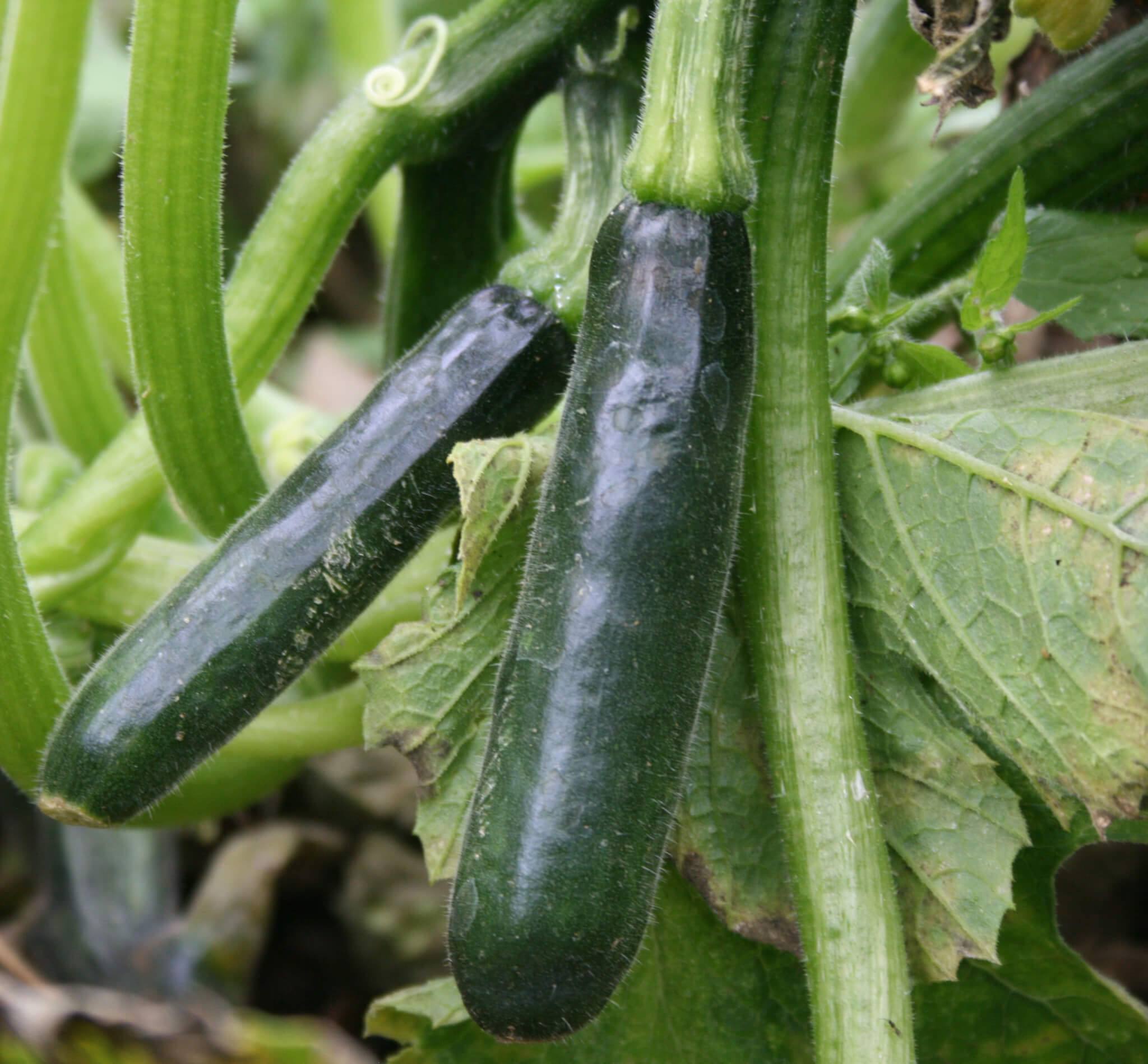 Zucchini. 500 gr. – Mamey alimentos