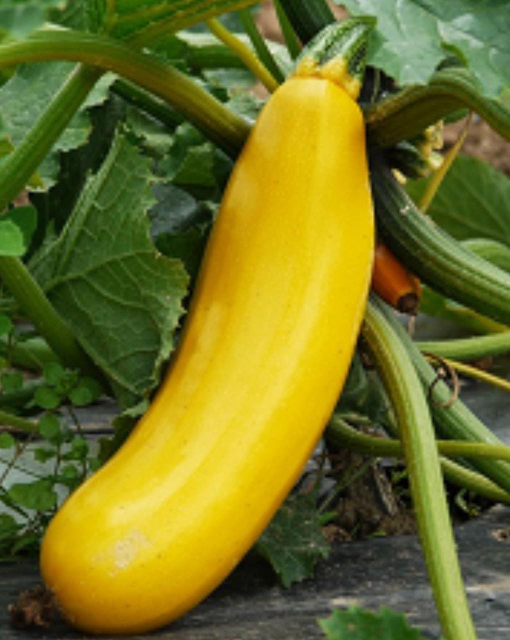 Zucchini amarillo. 500 gr. - Mamey alimentos